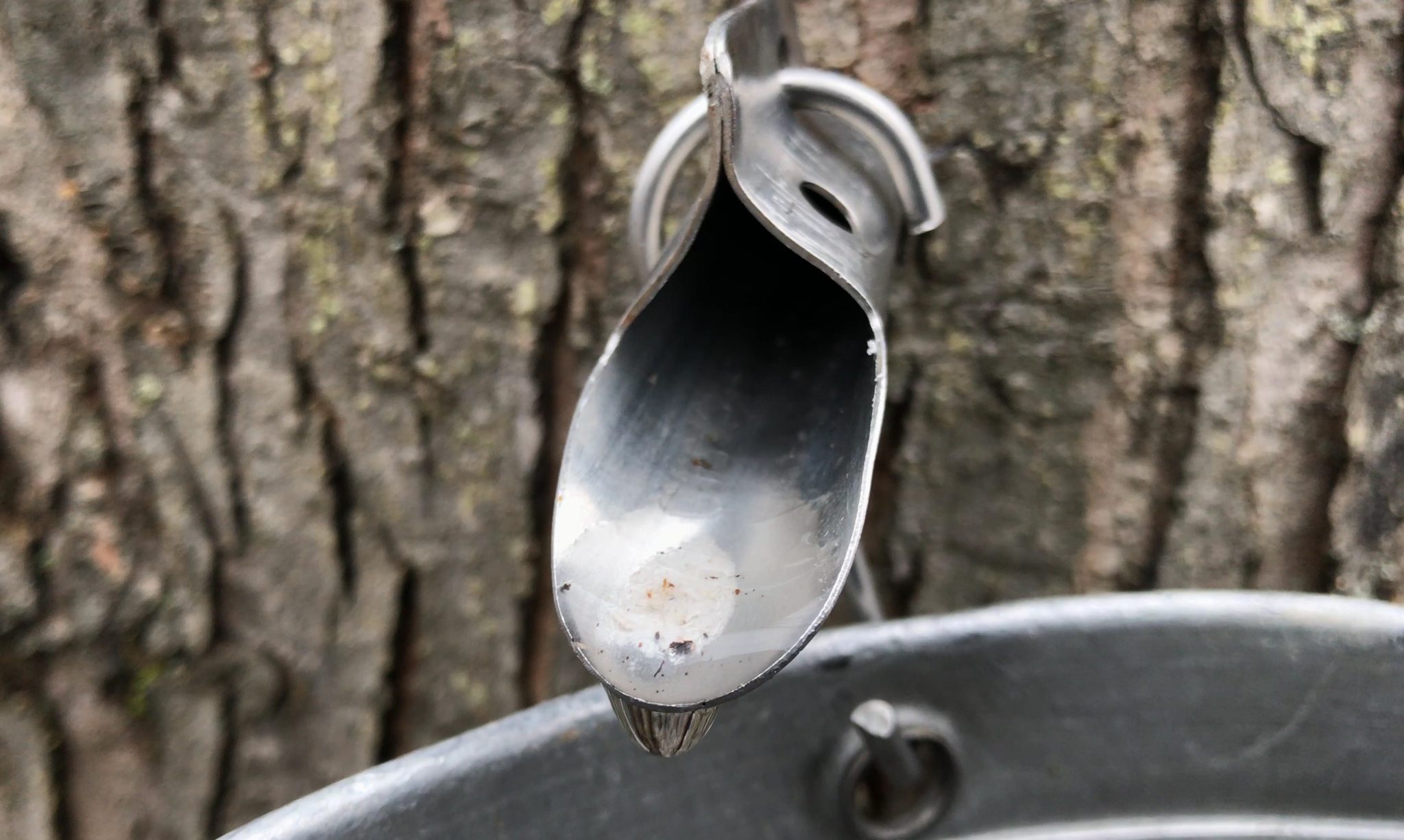 Plant a French Herb Garden, Make Maple Syrup with Forest Preserve - The ...