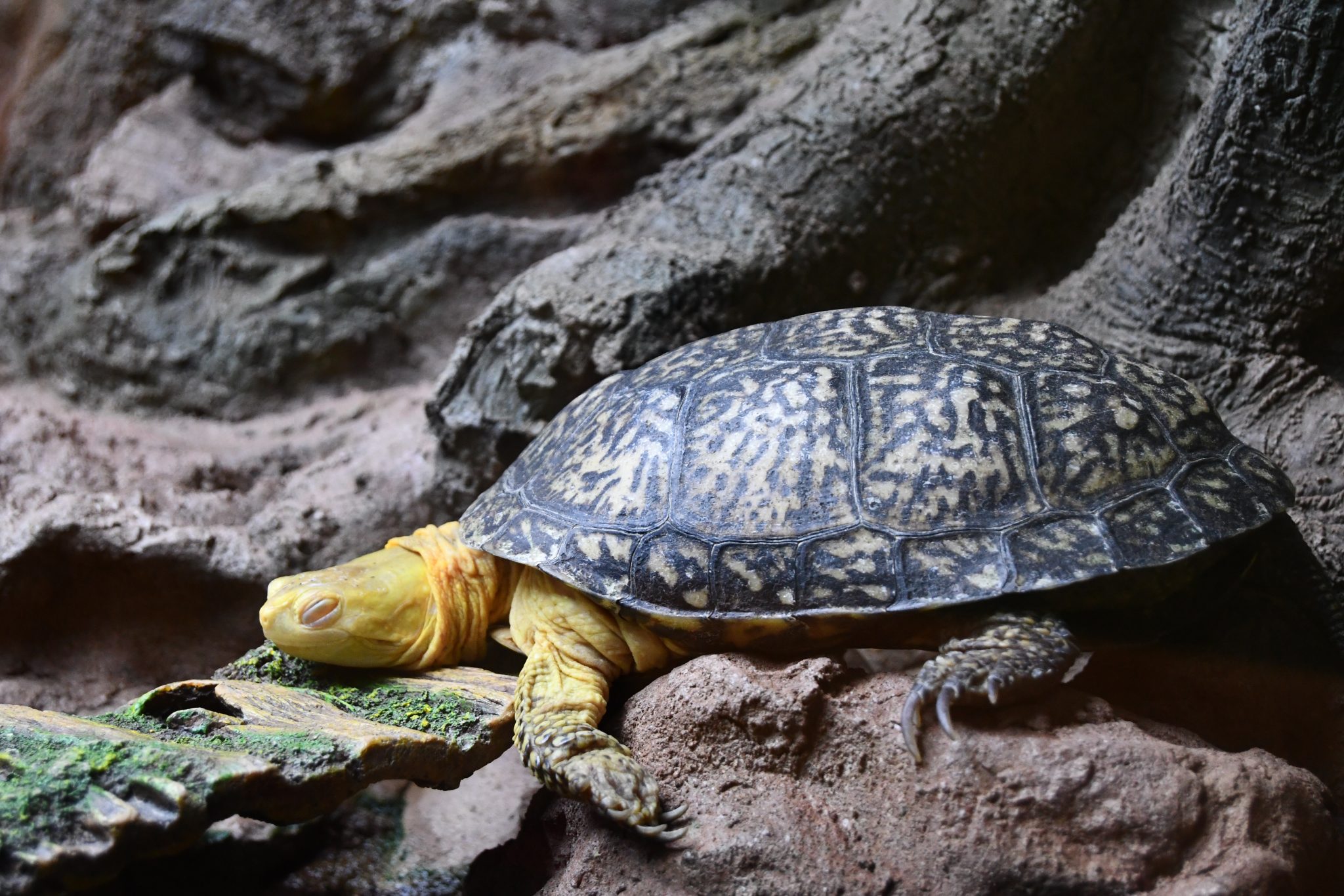 Celebrate Endangered Species, World Turtle Days with Forest Preserve ...