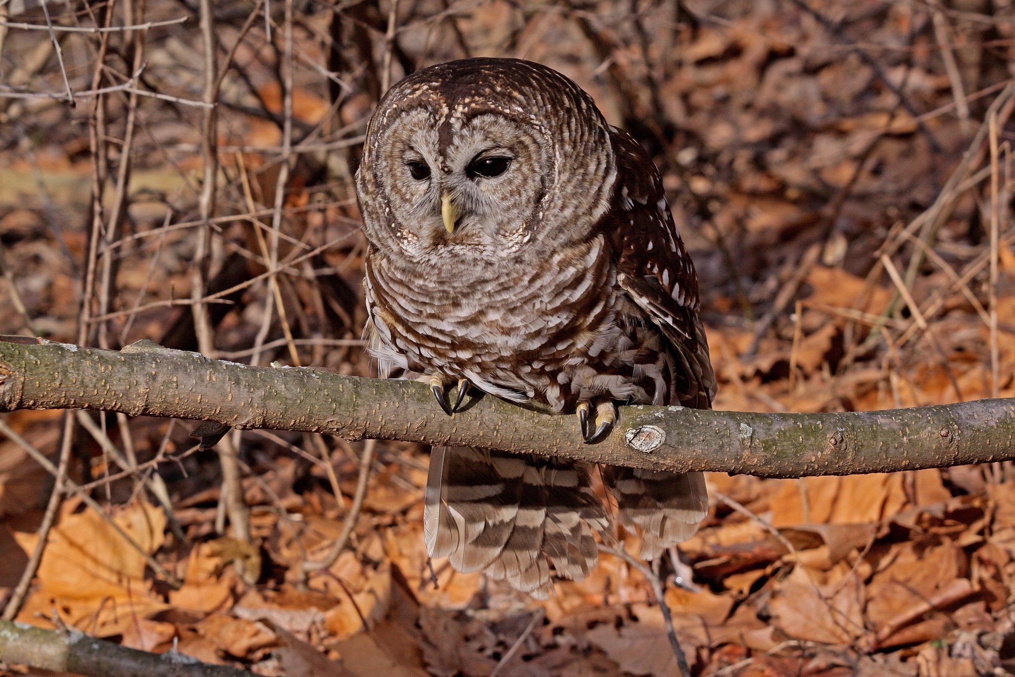 Prowl for Owls, Stroll by Lantern Light or Talk Turkey at Forest ...