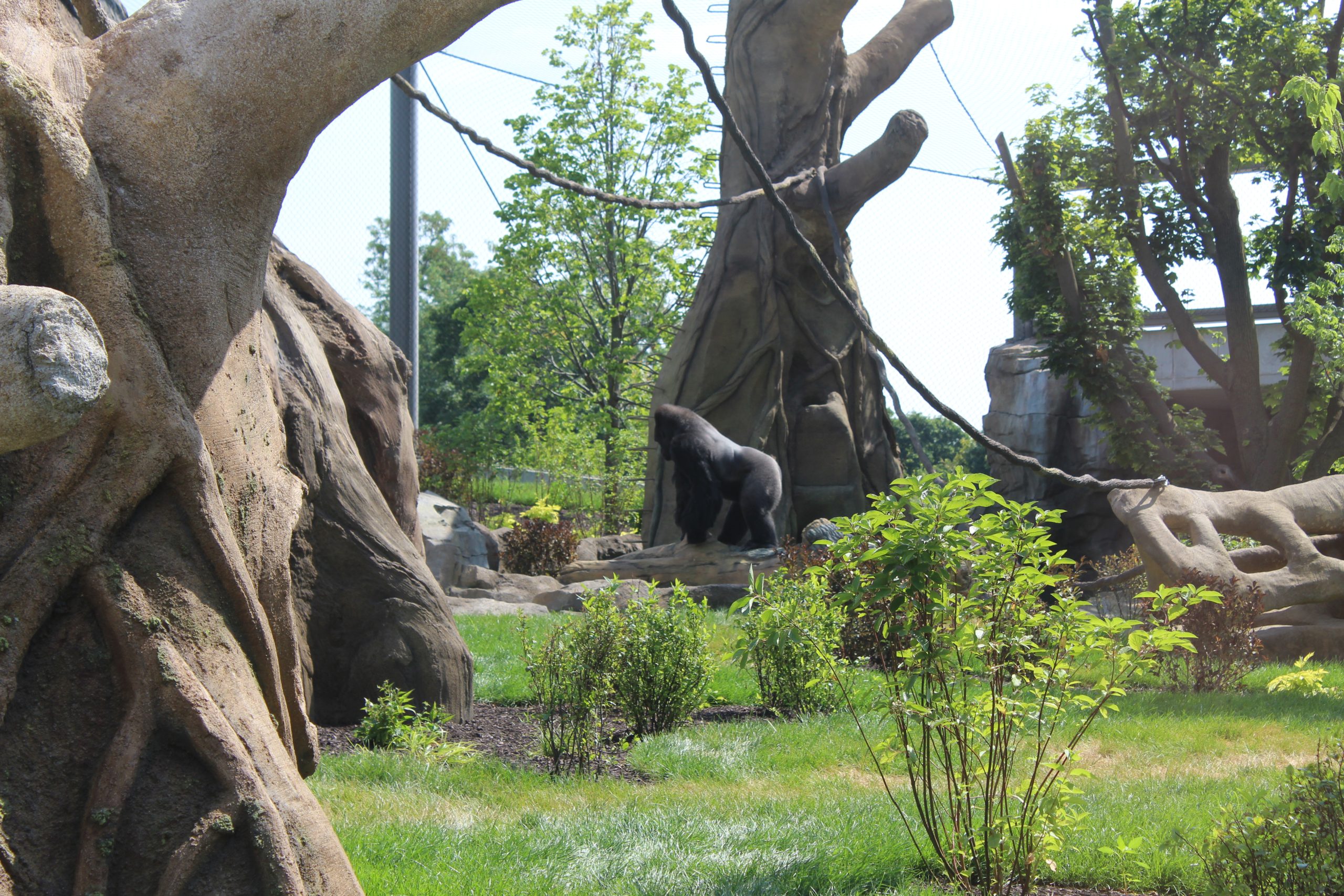Barney, Shango and Spider Monkeys Swing Into New Brookfield Exhibit ...