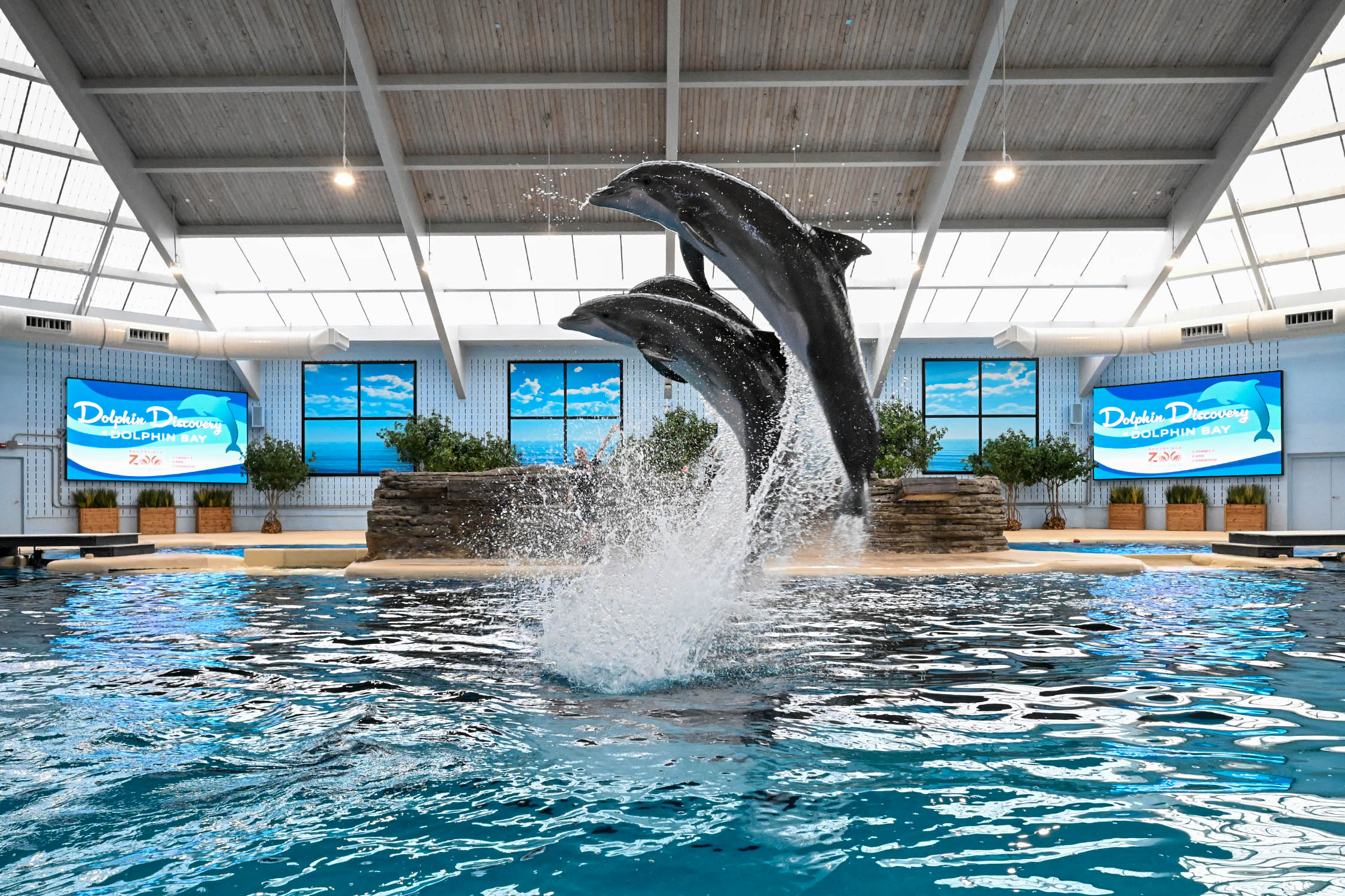 Seven Seas becomes Dolphin Bay with new show at Brookfield Zoo ...